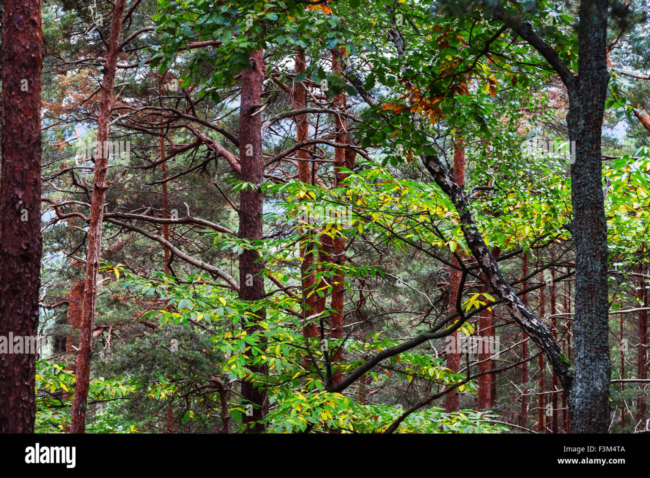 Beautiful pine-tree forest in Alsace mountains, autumnal colors, yellow ...