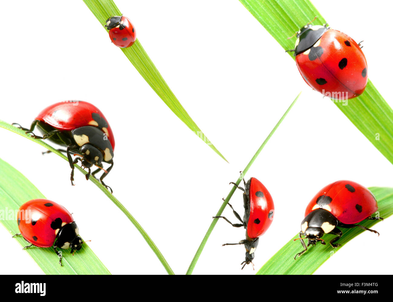 Set of ladybug on grass isolated on white background Stock Photo - Alamy