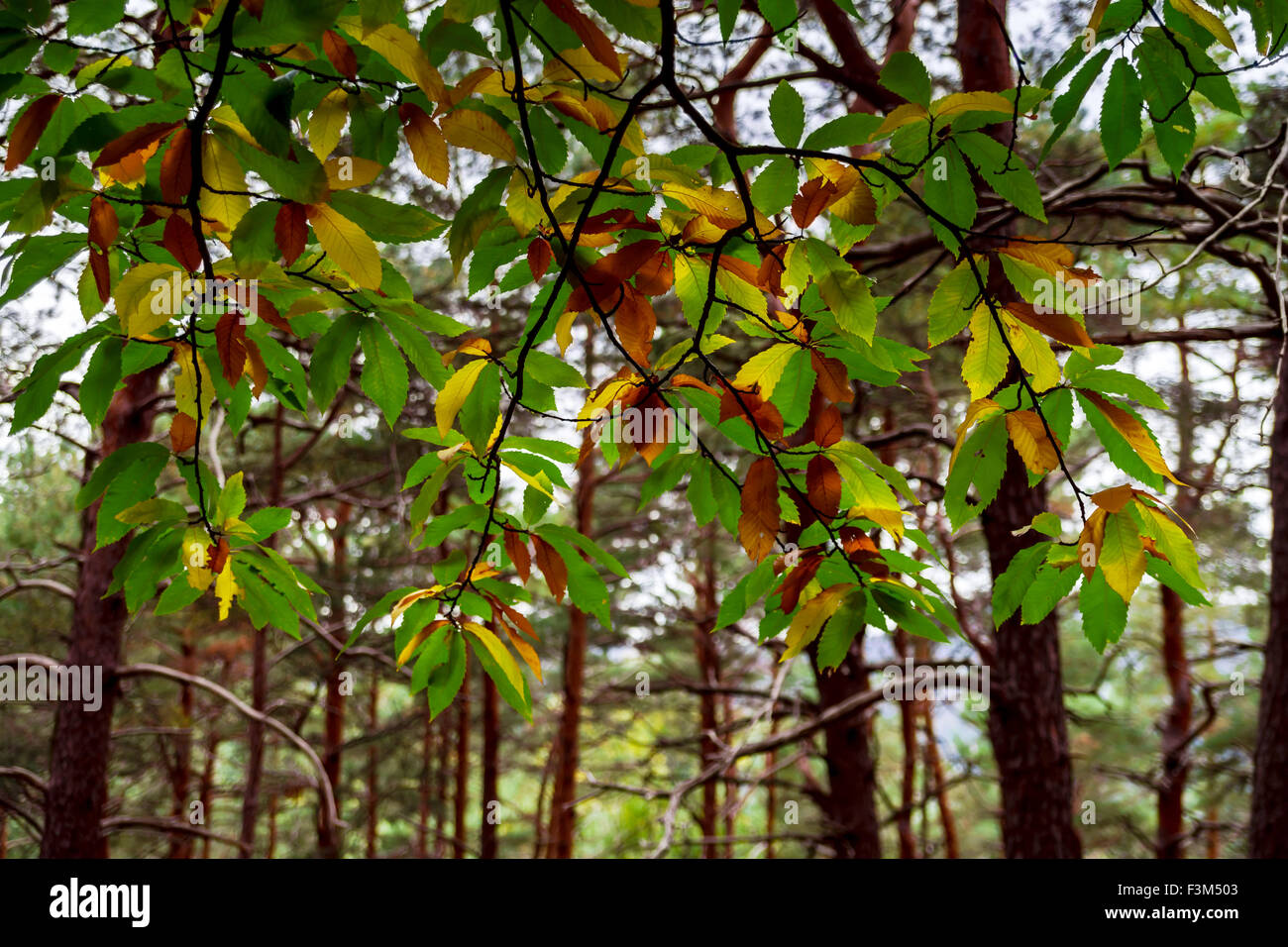 Beautiful pine-tree forest in Alsace mountains, autumnal colors, yellow ...