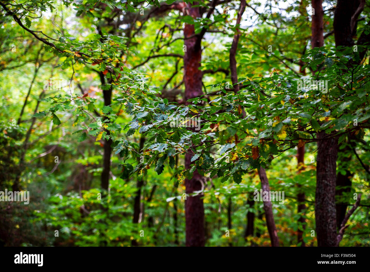 Beautiful pine-tree forest in Alsace mountains, autumnal colors, yellow ...