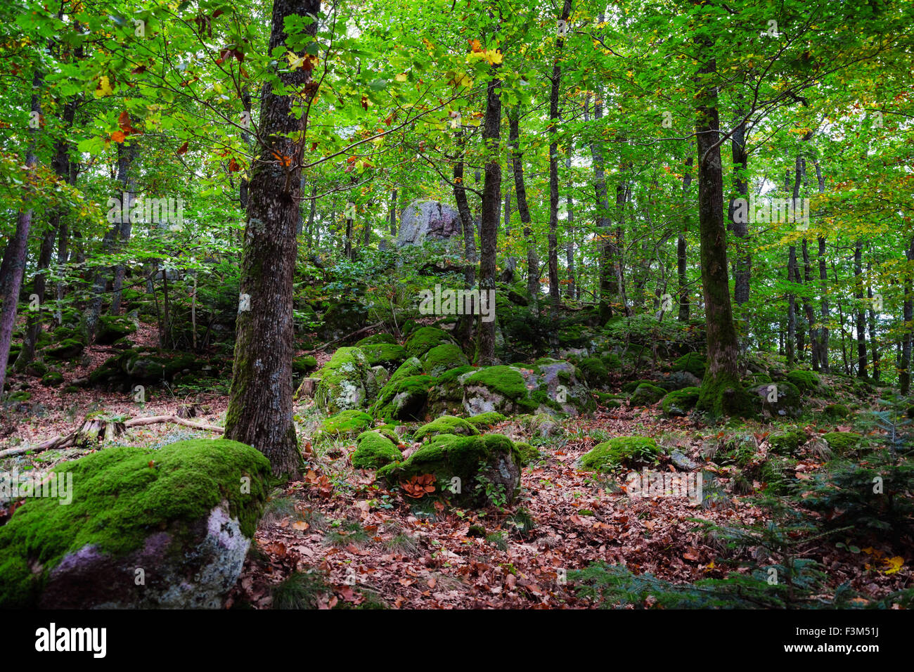 Beautiful turf covered stones with green moss in magic forest, Alsace ...