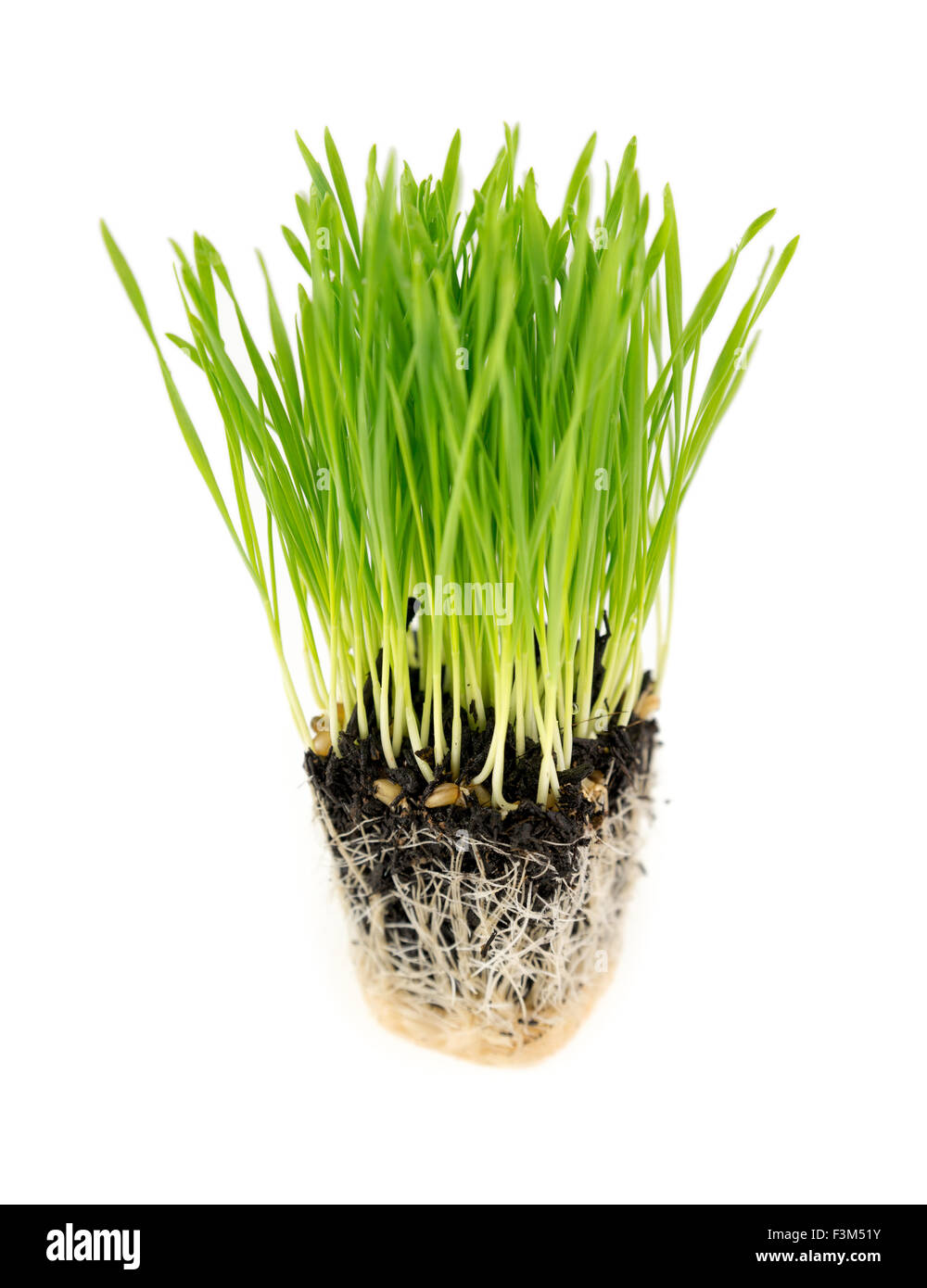 Cube of fresh wheatgrass with soil and roots isolated on a white ...