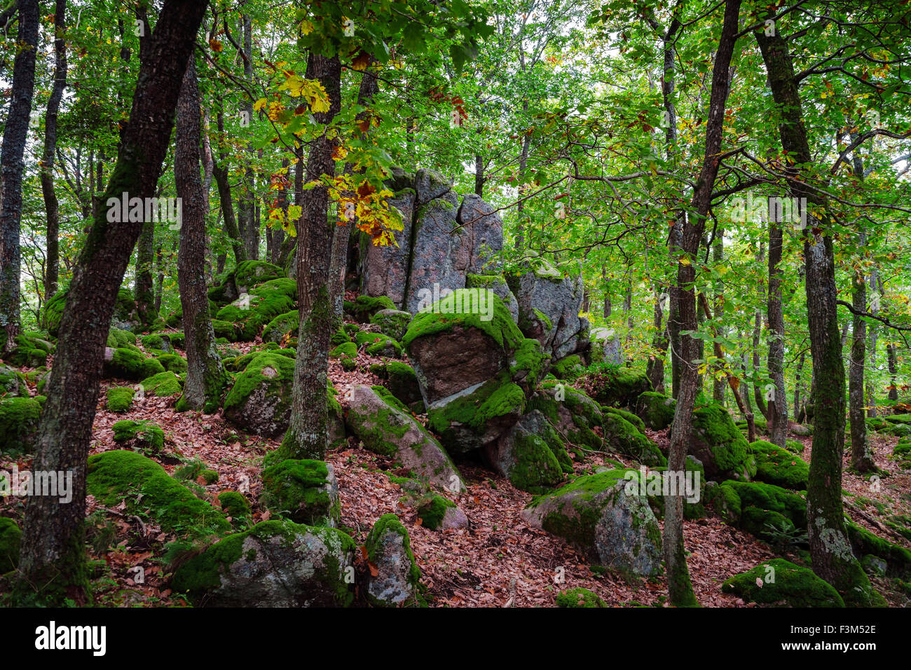Beautiful turf covered stones with green moss in magic forest, Alsace ...