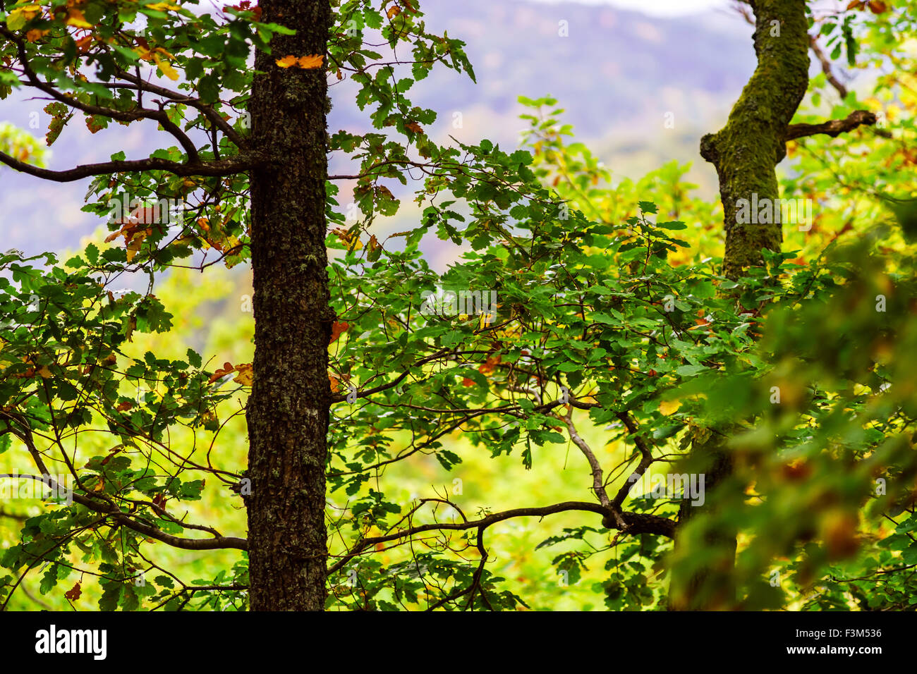 Beautiful pine-tree forest in Alsace mountains, autumnal colors, yellow ...