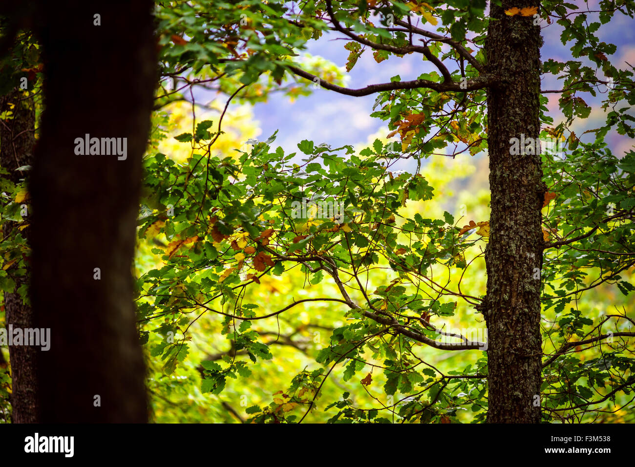 Beautiful pine-tree forest in Alsace mountains, autumnal colors, yellow ...