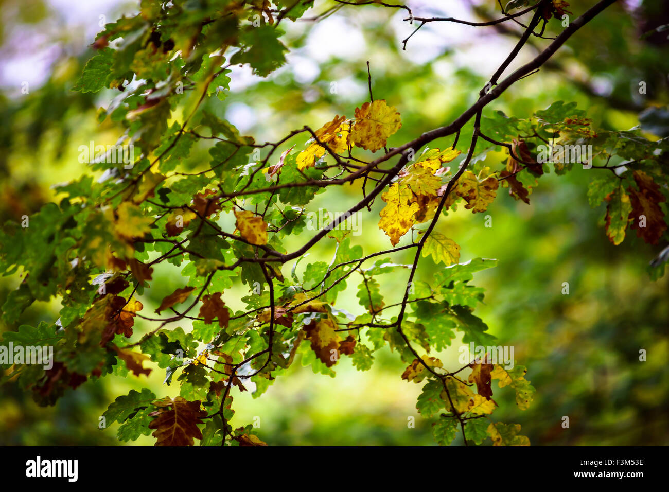 Beautiful pine-tree forest in Alsace mountains, autumnal colors, yellow ...