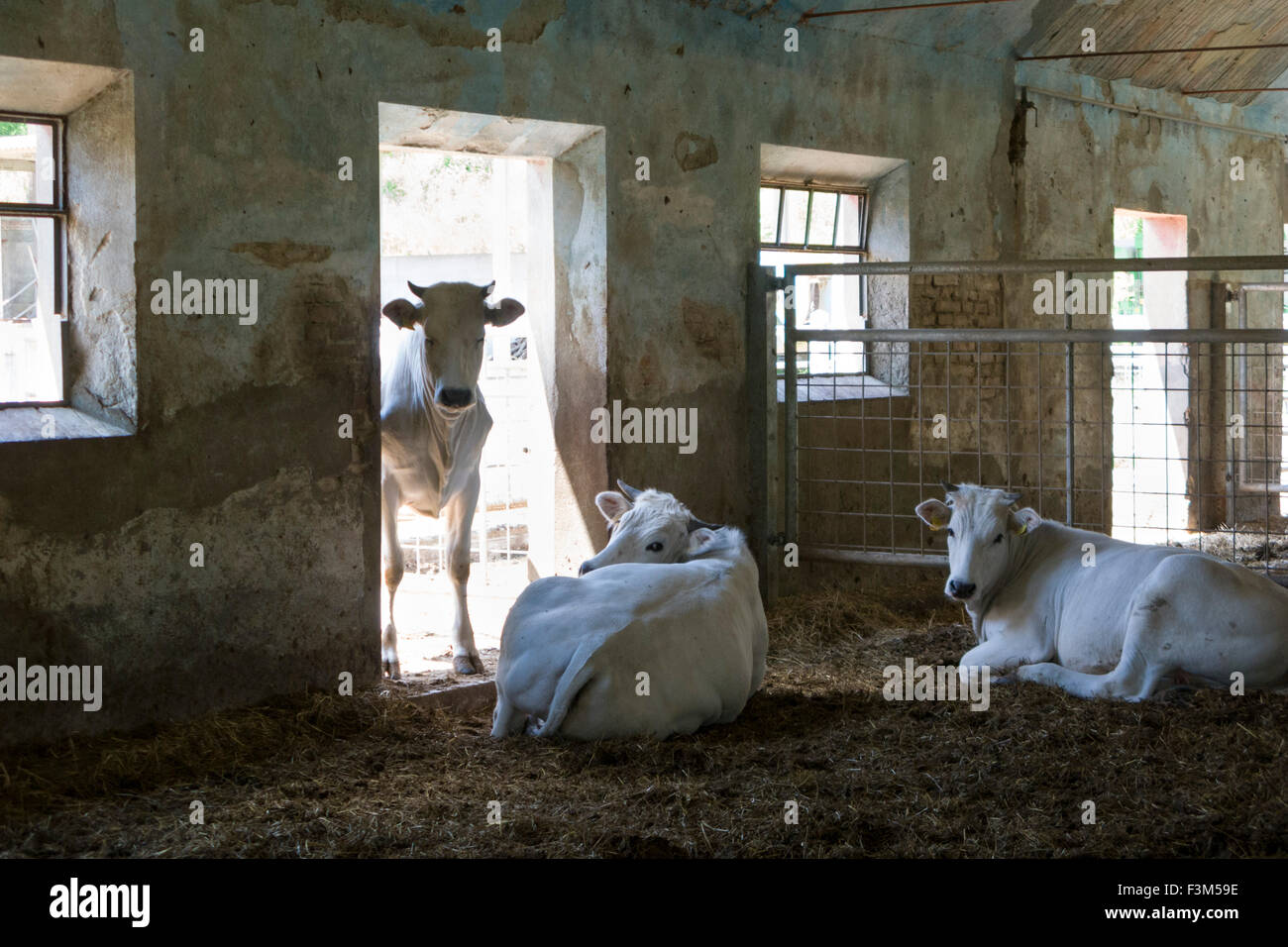 Chianina white cows hi-res stock photography and images - Alamy