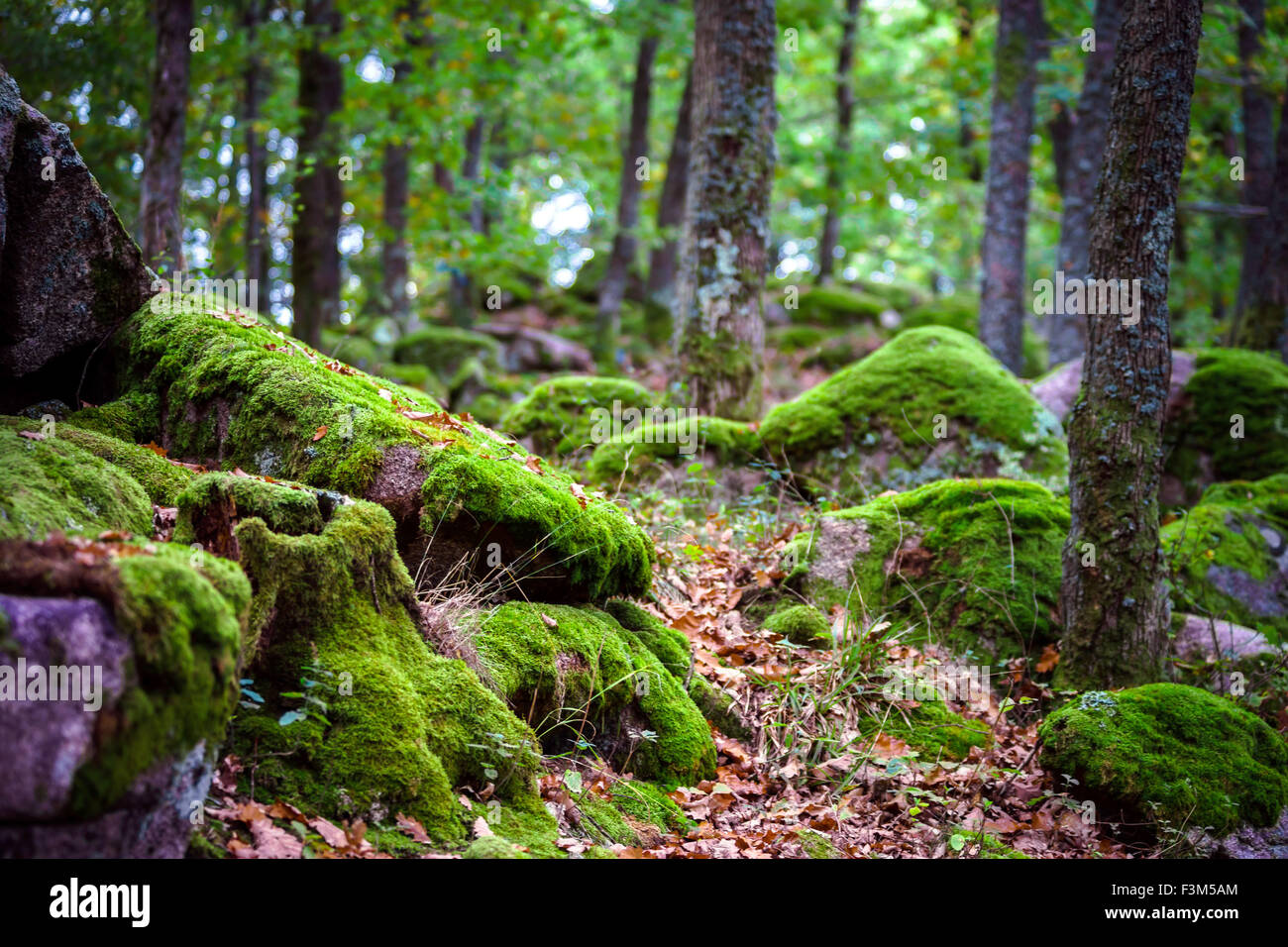 Beautiful turf covered stones with green moss in magic forest, Alsace ...