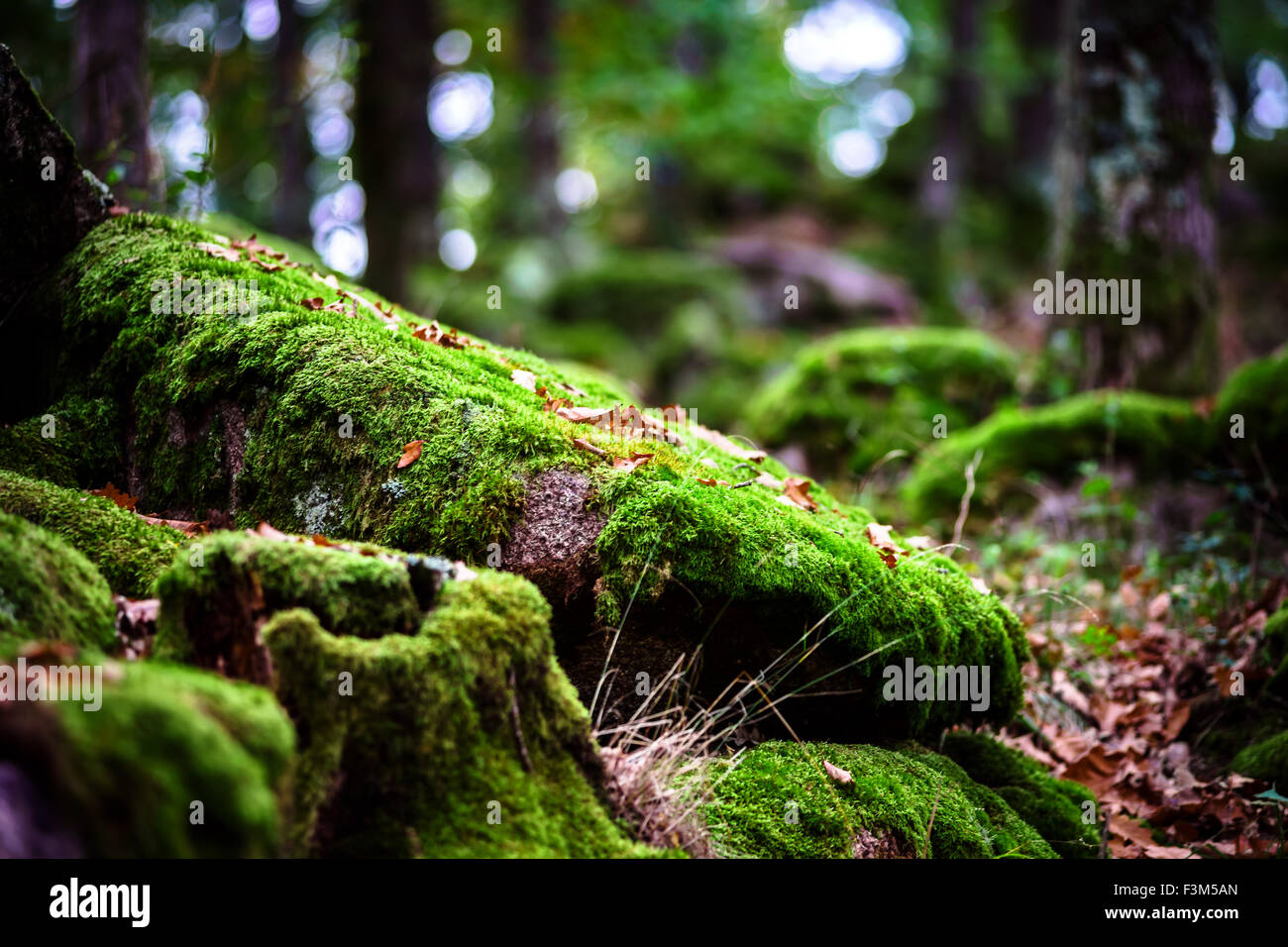 Beautiful turf covered stones with green moss in magic forest, Alsace ...