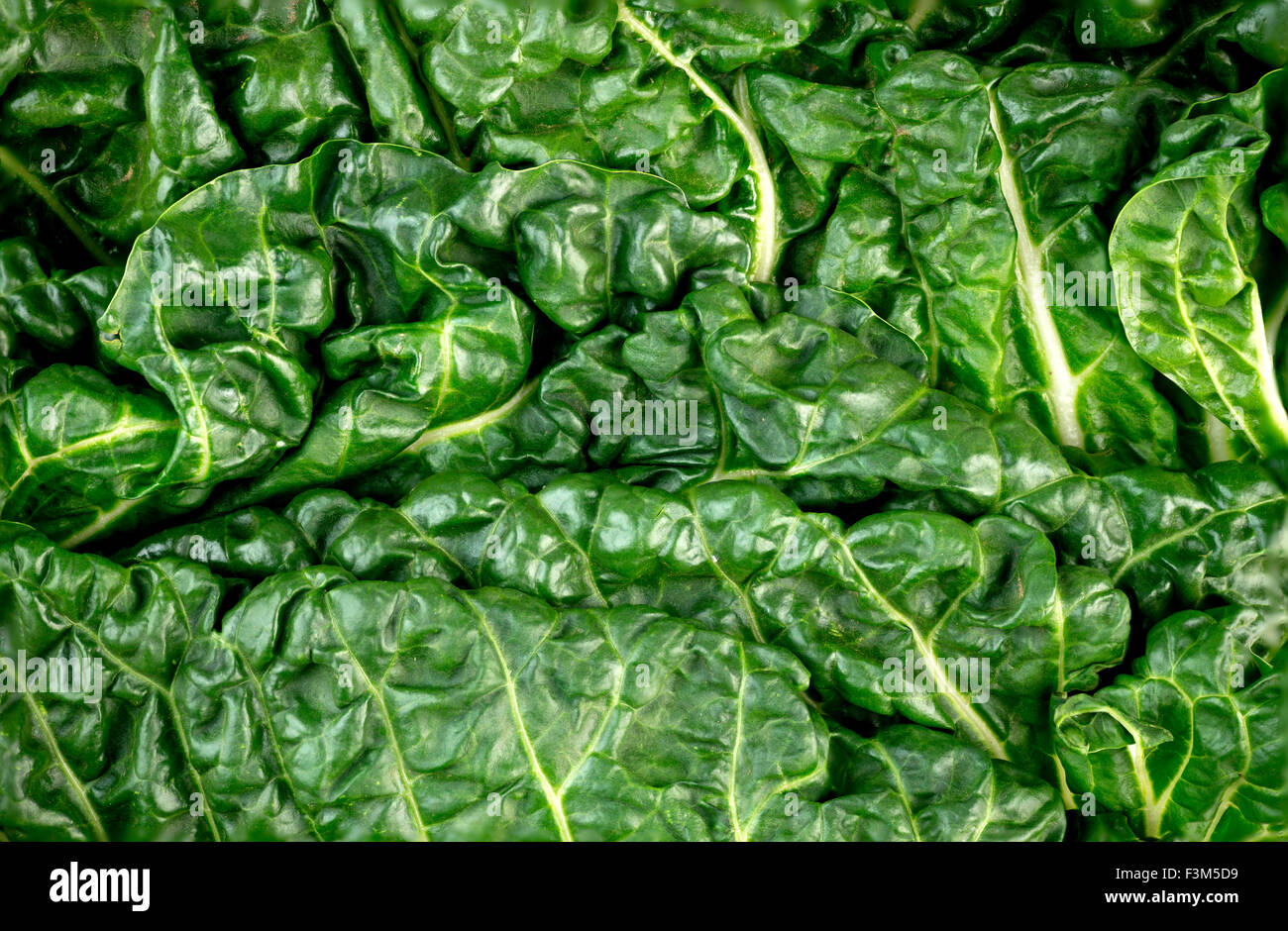 Macro closeup of healthy green fresh silverbeet Stock Photo - Alamy