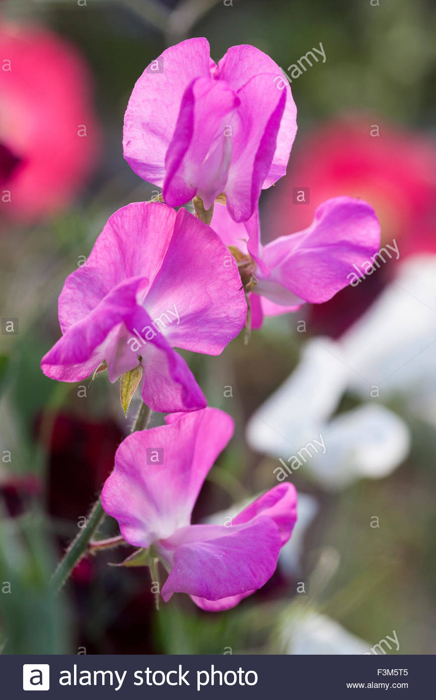 Pea Plant Flower Stock Photos & Pea Plant Flower Stock Images - Alamy