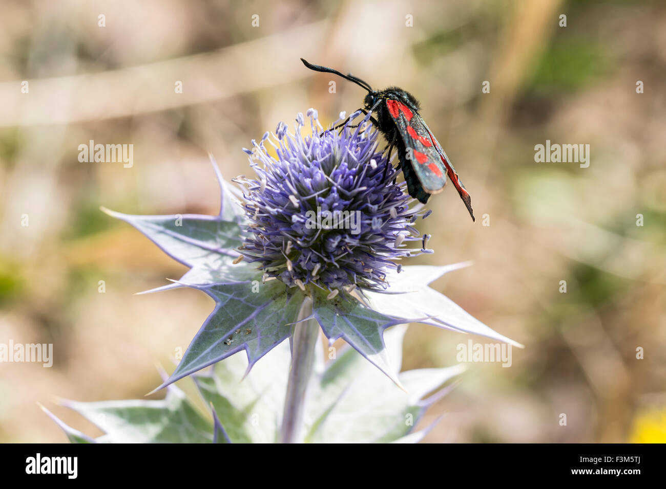 Six spot burnet moth sea holly hi-res stock photography and images - Alamy