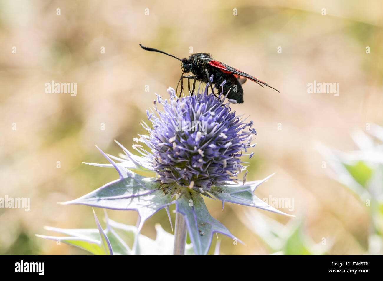 Six spot burnet moth sea holly hi-res stock photography and images - Alamy