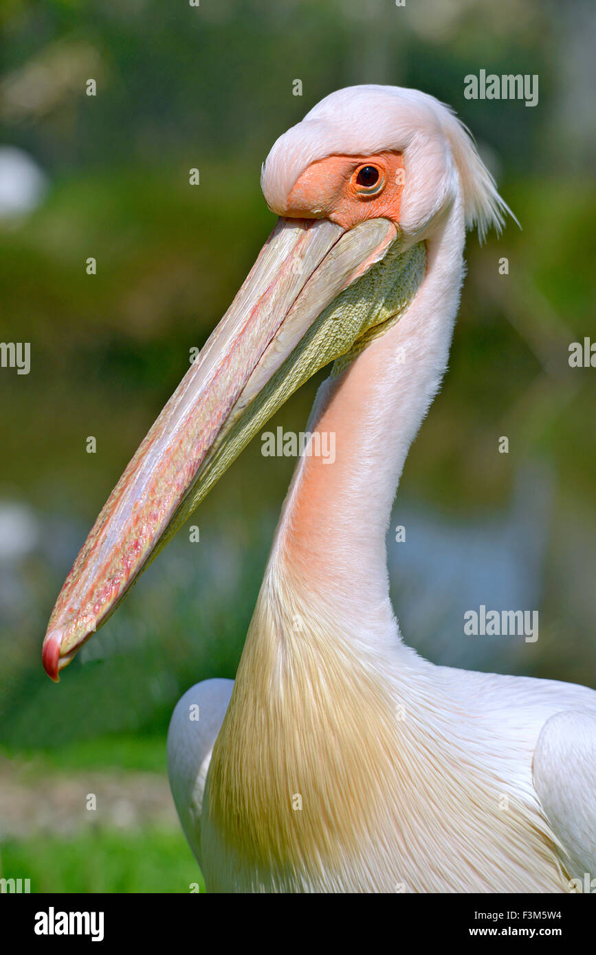 Pelican head detail hi-res stock photography and images - Alamy