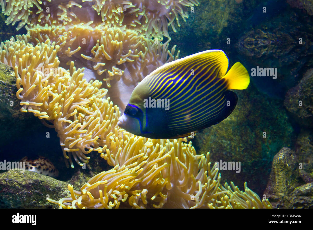 Tropical fish Fish-angel, orther name fish-emperor, latin name ...