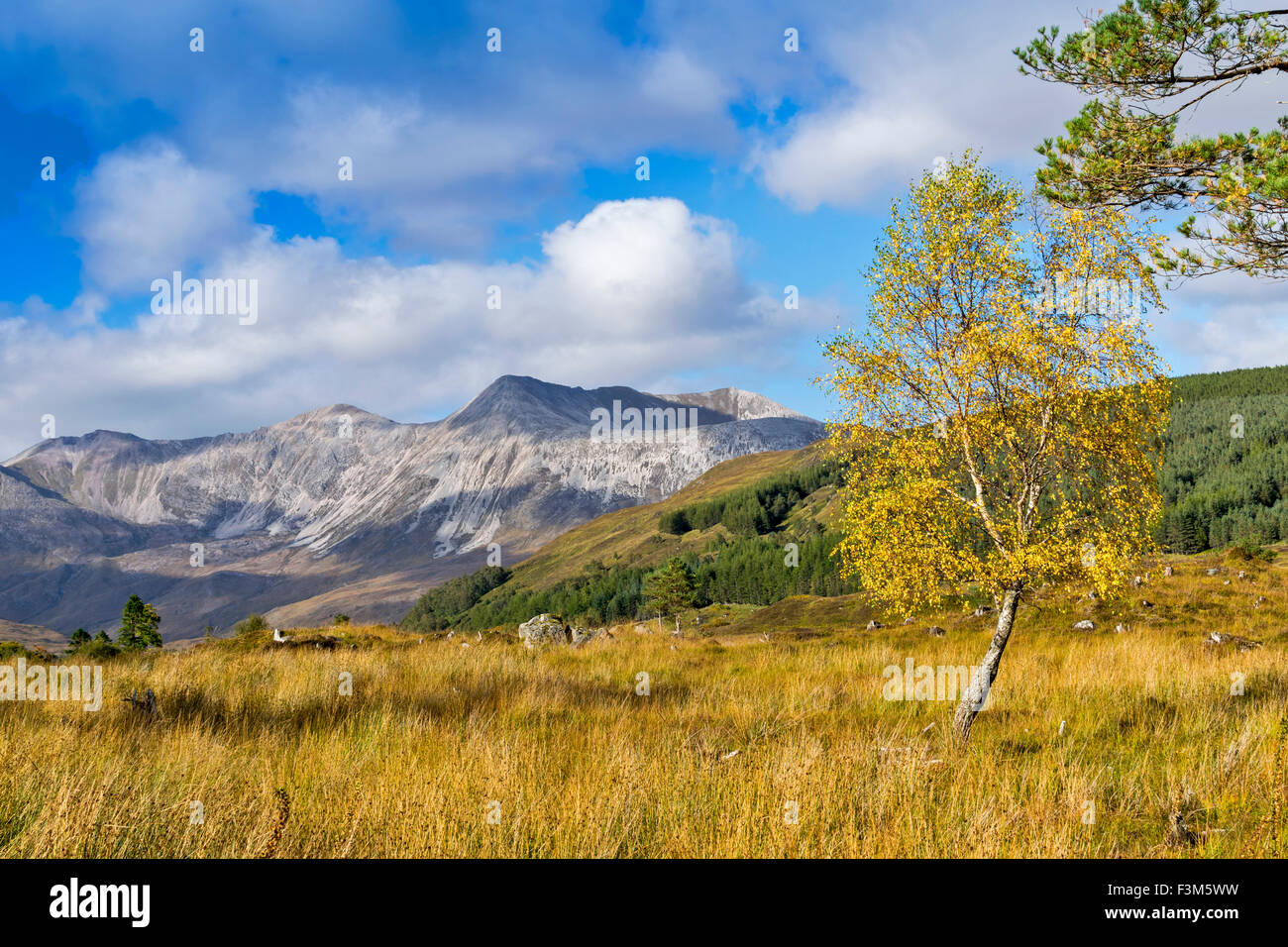 BEINN EIGHE AND BIRCH TREE EARLY AUTUMN GLEN TORRIDON HIGHLANDS ...