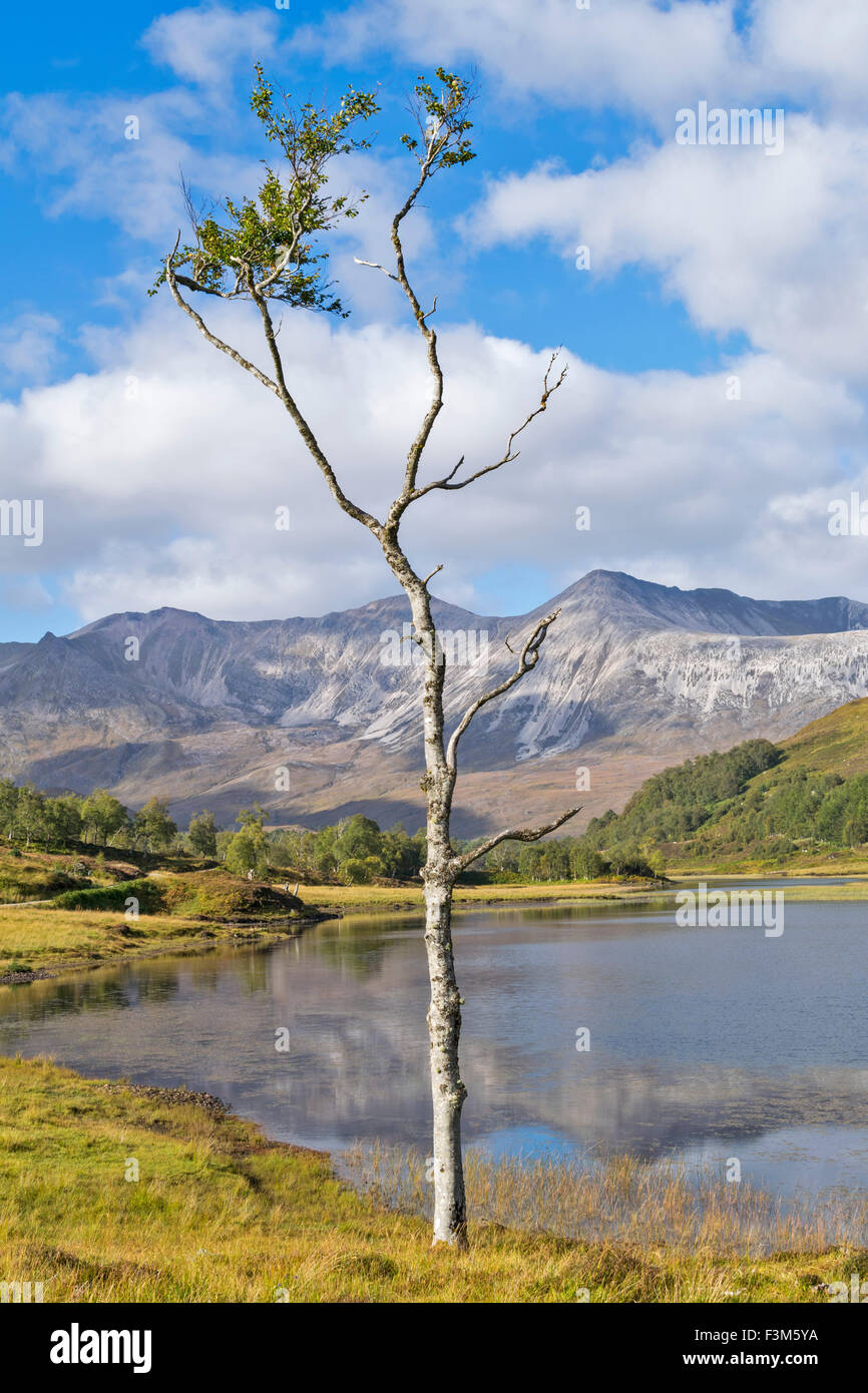 BEINN EIGHE AND SINGLE BIRCH TREE FROM ACROSS LOCH COULIN EARLY AUTUMN ...