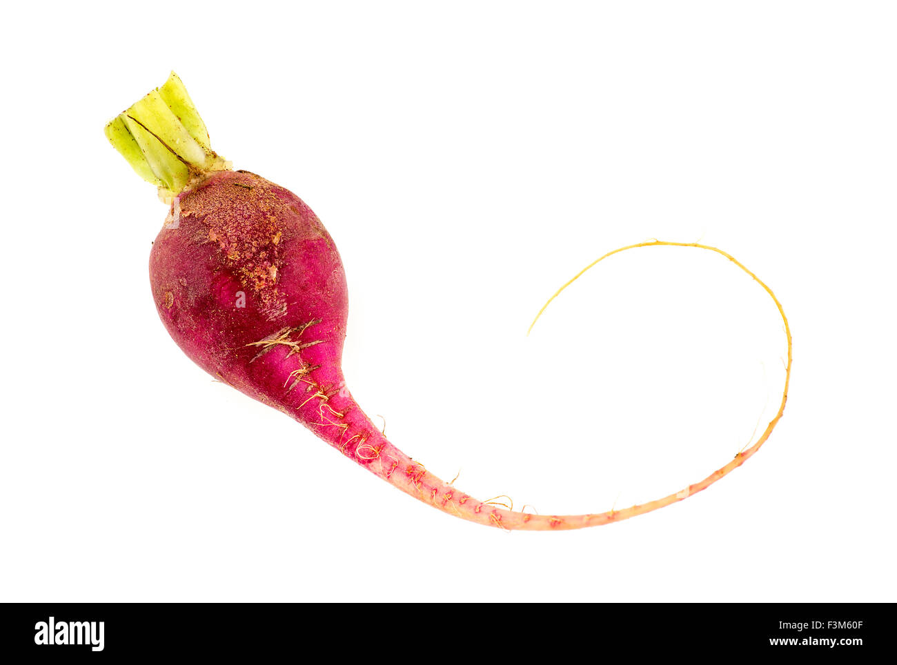 Radish root macro hi-res stock photography and images - Alamy