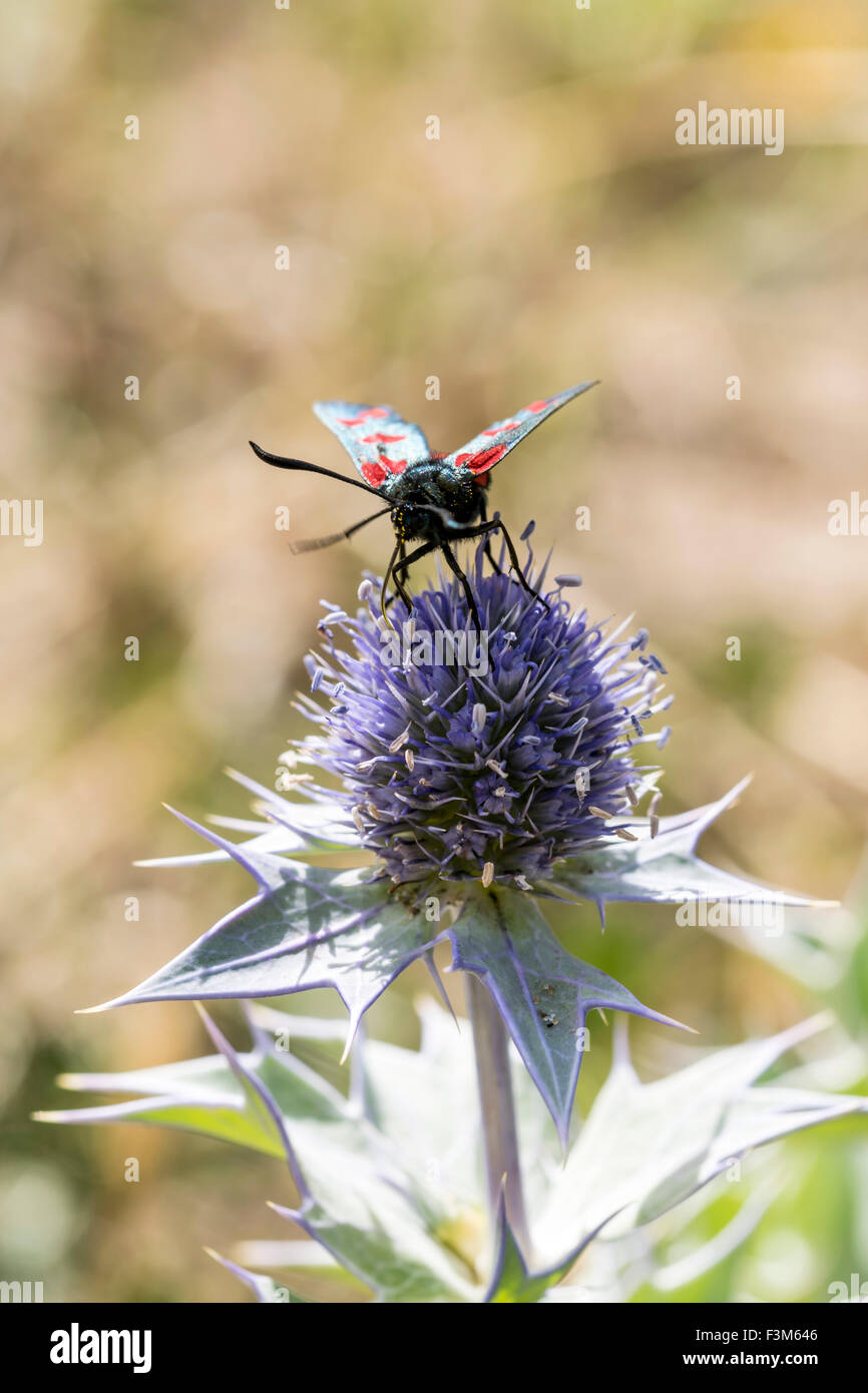 Six spot burnet moth sea holly hi-res stock photography and images - Alamy