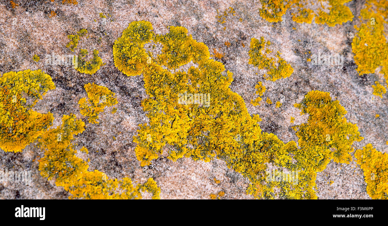 Texture of yellow and green lichen growing on sea stones Stock Photo ...