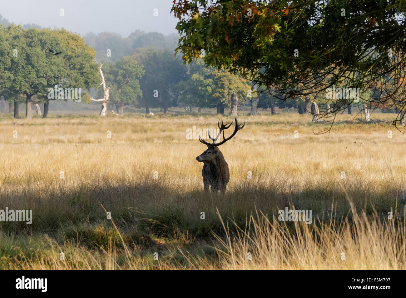 Misty morning in Richmond Park, London England United Kingdom UK Stock ...