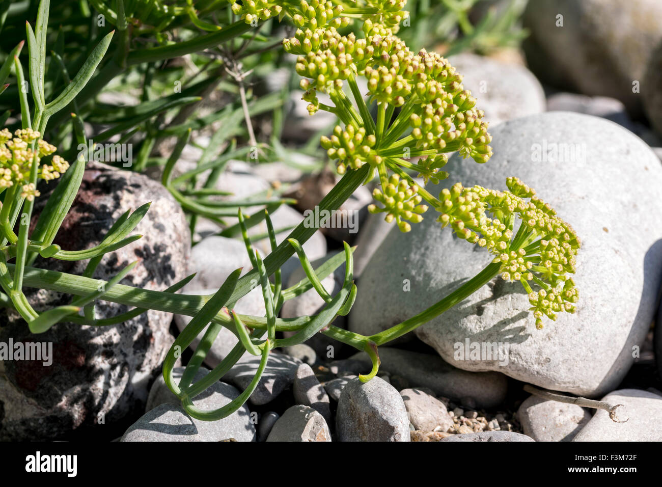 Rock Samphire Crithmum maritimum Stock Photo - Alamy