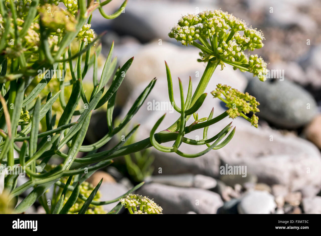Rock Samphire Crithmum maritimum Stock Photo - Alamy