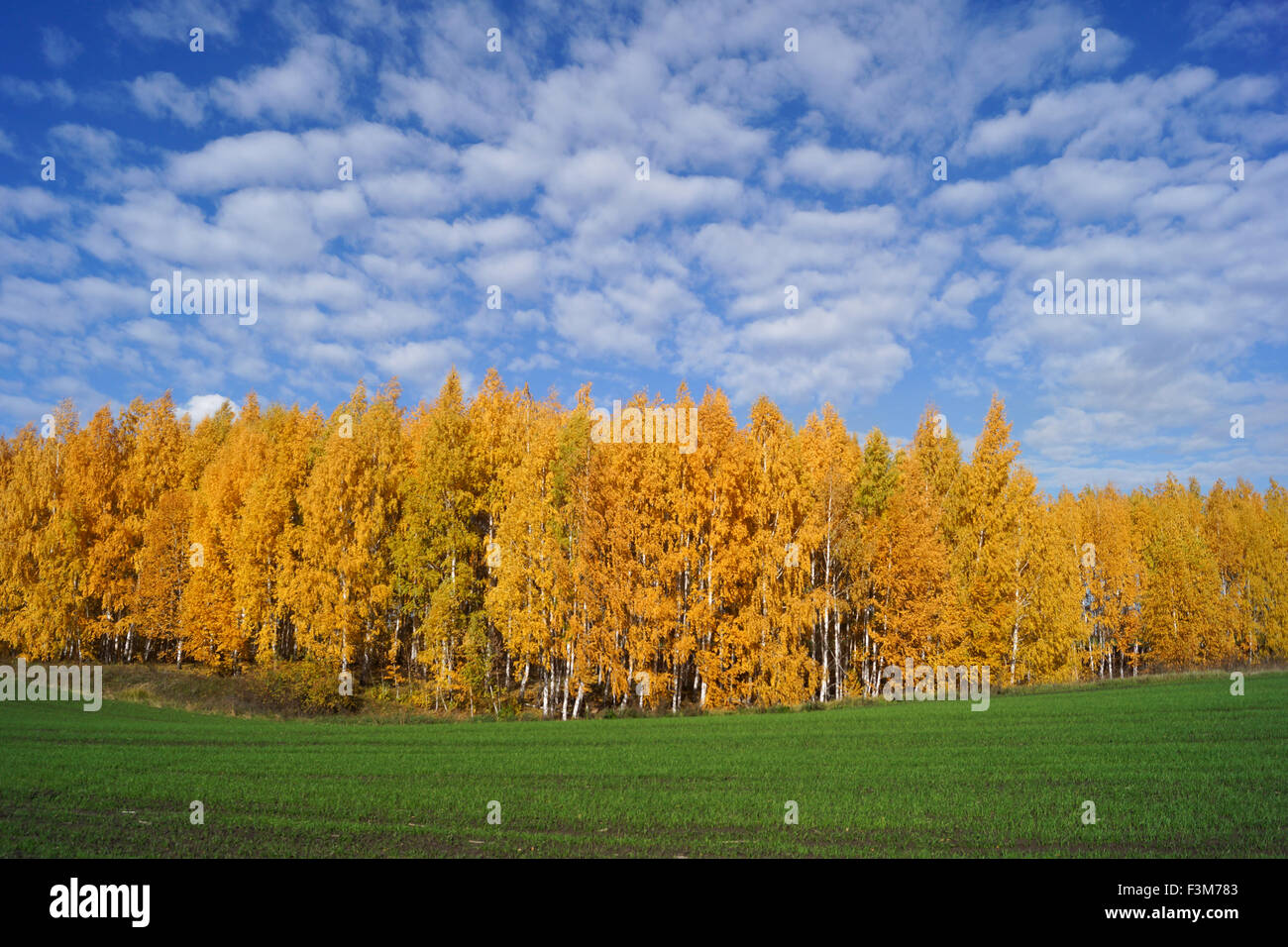 The photo shows a landscape of autumn meadow Stock Photo - Alamy