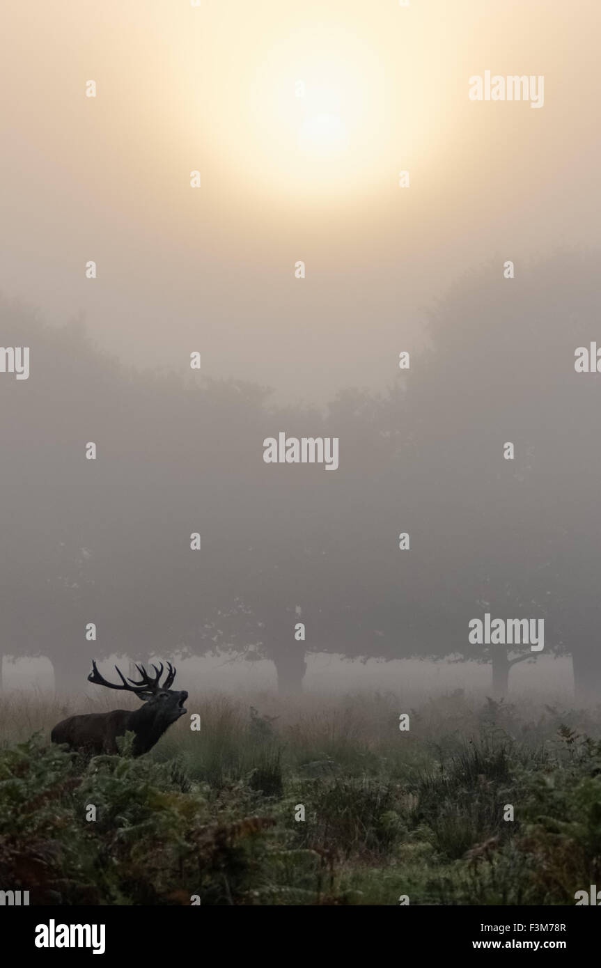 Misty morning in Richmond Park, London England United Kingdom UK Stock ...
