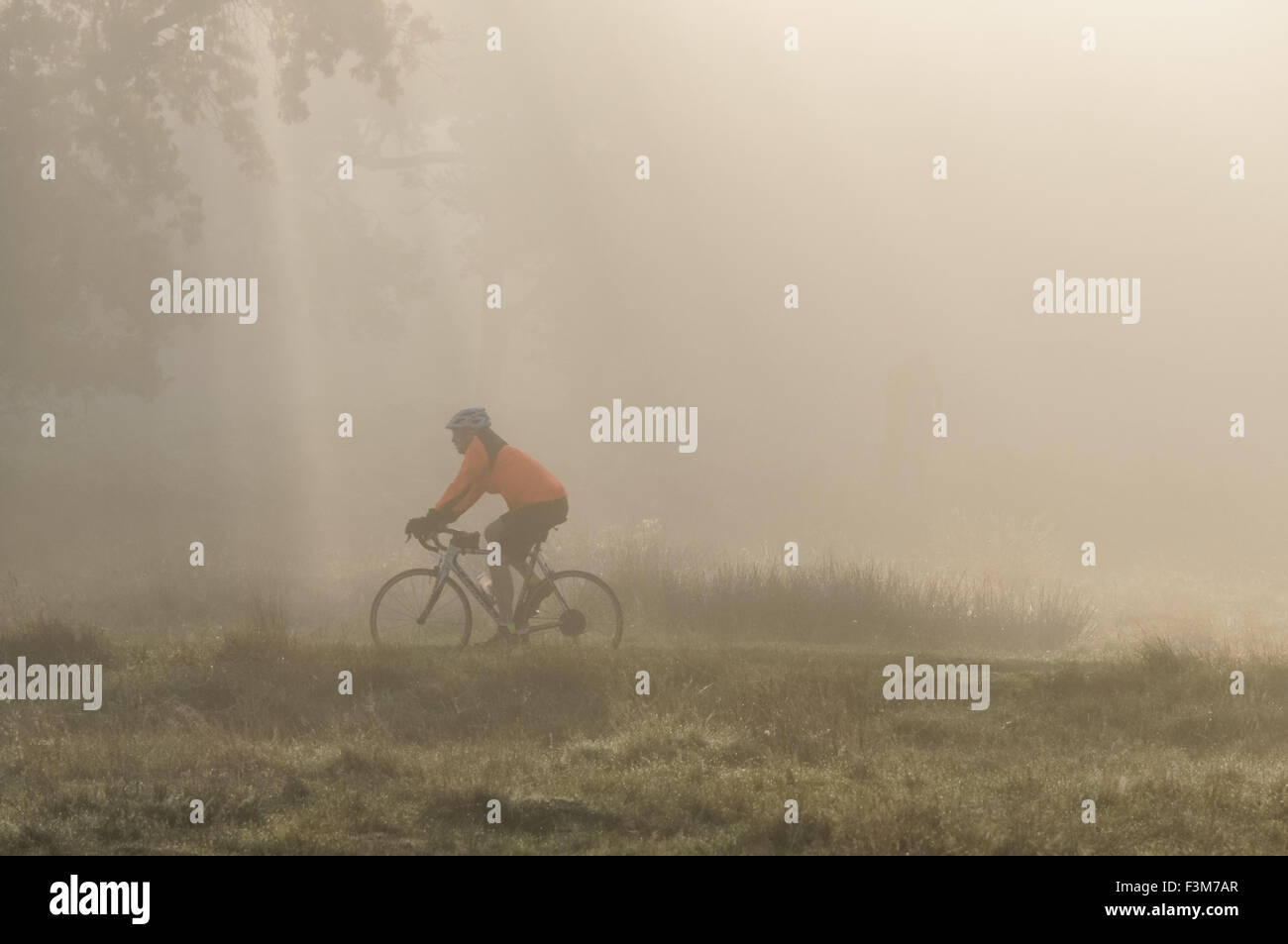 Misty morning in Richmond Park, London England United Kingdom UK Stock ...