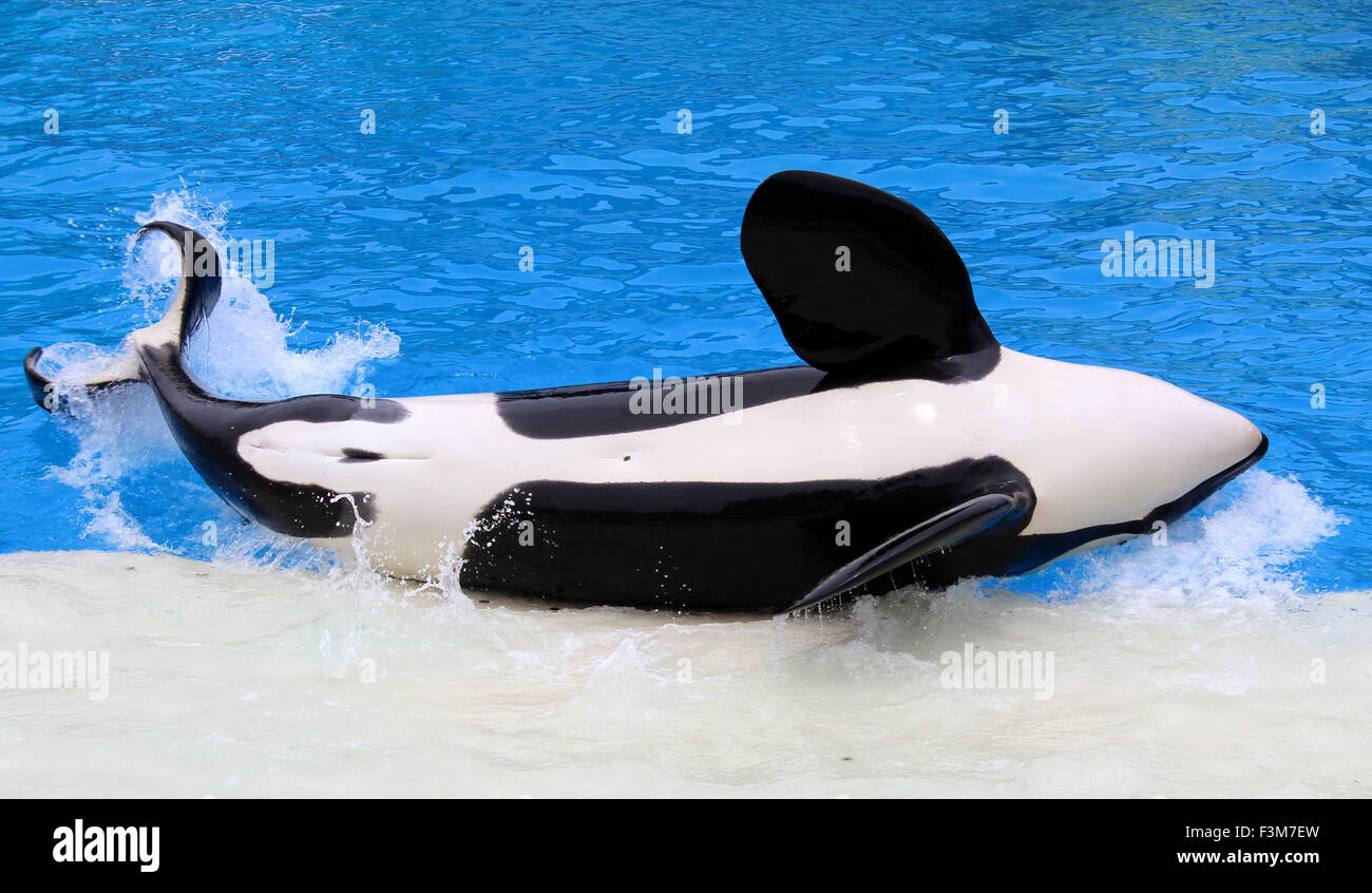 SAN DIEGO, CA, USA - JUNE 18, 2015: SeaWorld San Diego Killer Whale ...