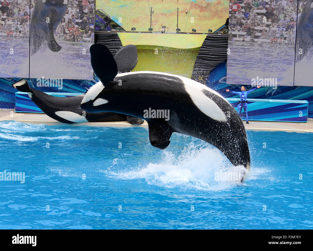 SAN DIEGO, CA, USA - JUNE 18, 2015: SeaWorld San Diego Killer Whale ...