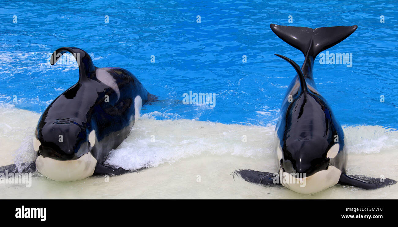 Killer whale seaworld hi-res stock photography and images - Alamy