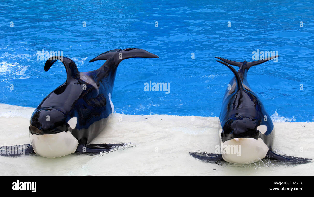 SAN DIEGO, CA, USA - JUNE 18, 2015: SeaWorld San Diego Killer Whale ...