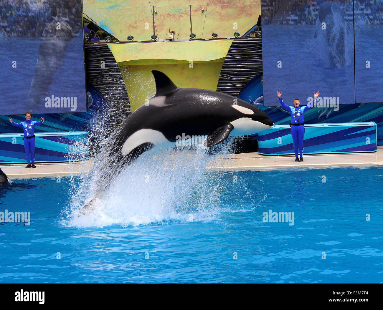 SAN DIEGO, CA, USA - JUNE 18, 2015: SeaWorld San Diego Killer Whale ...