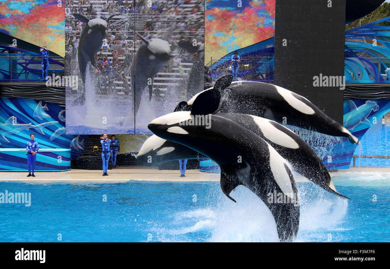 SAN DIEGO, CA, USA - JUNE 18, 2015: SeaWorld San Diego Killer Whale ...