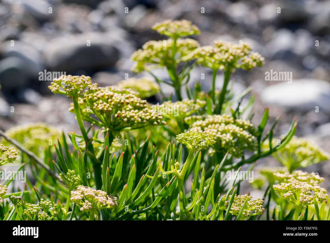 Rock Samphire Crithmum maritimum Stock Photo - Alamy