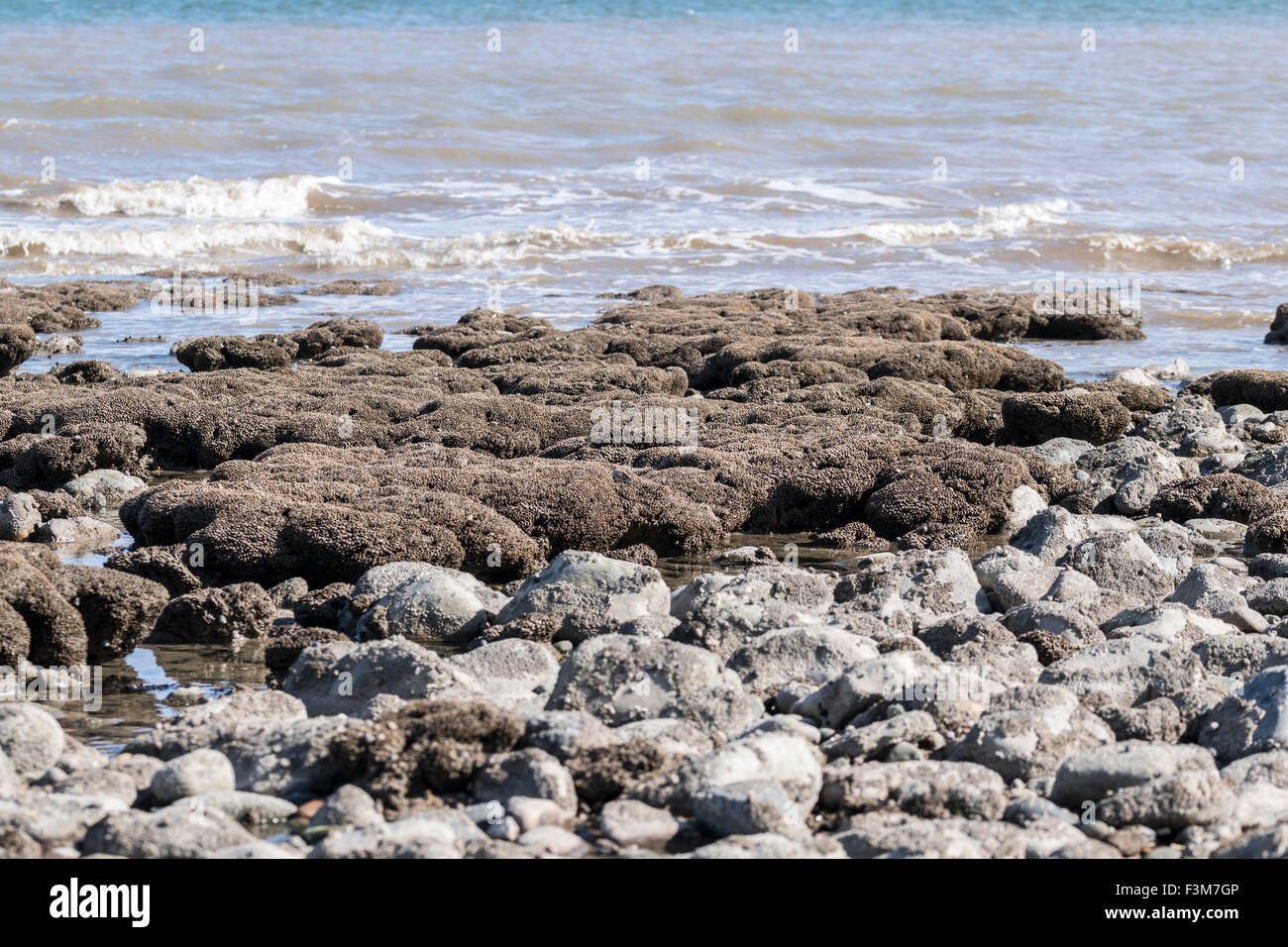 Honeycomb worm (Sabellaria alveolata) reefs at Llanddulas on the North ...