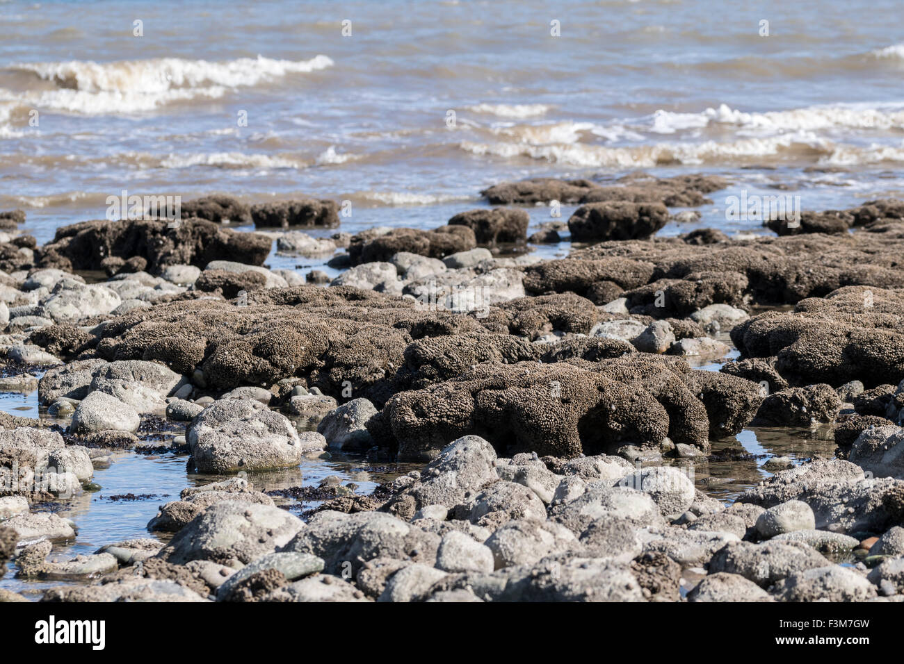 Honeycomb worm (Sabellaria alveolata) reefs at Llanddulas on the North ...