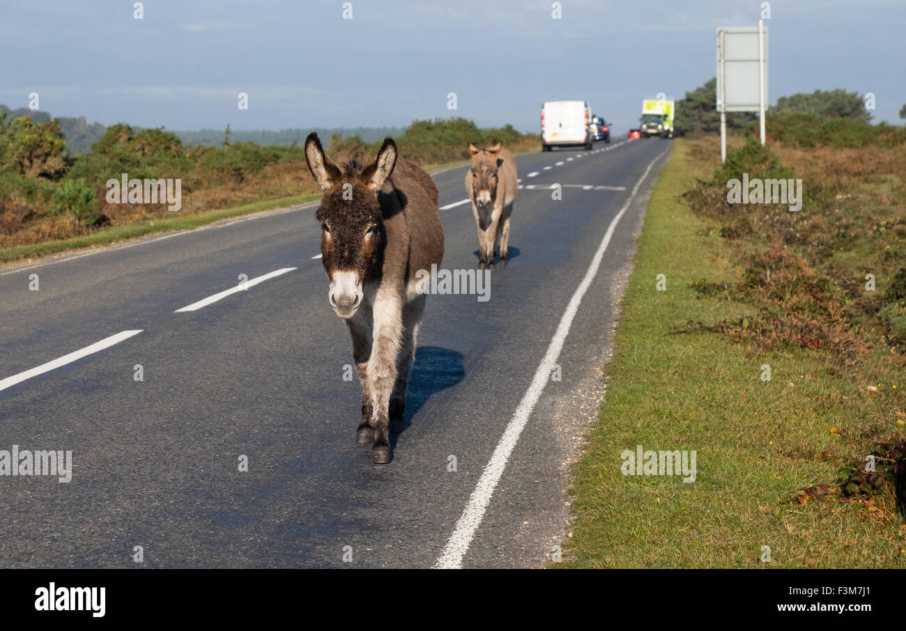 Donkeys walking down the road in Lyndhurst, The New Forest Hampshire ...