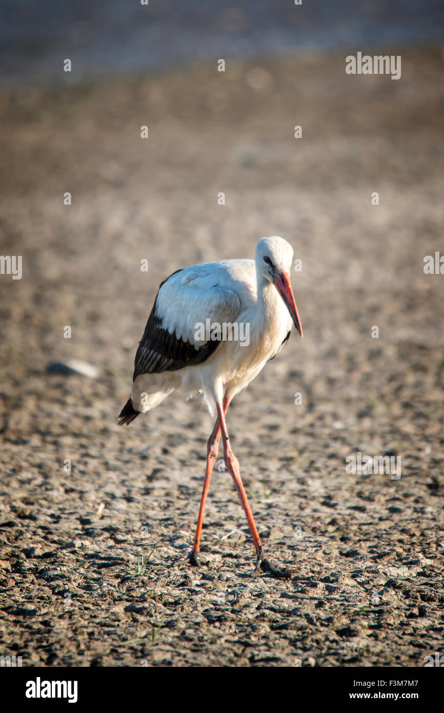 Portrait of a white stork Stock Photo - Alamy