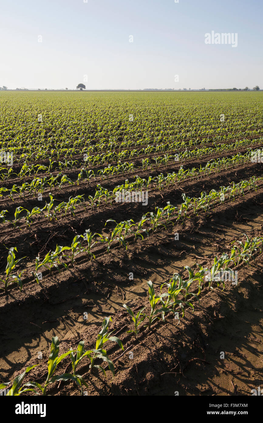 Third trifoliate hi-res stock photography and images - Alamy