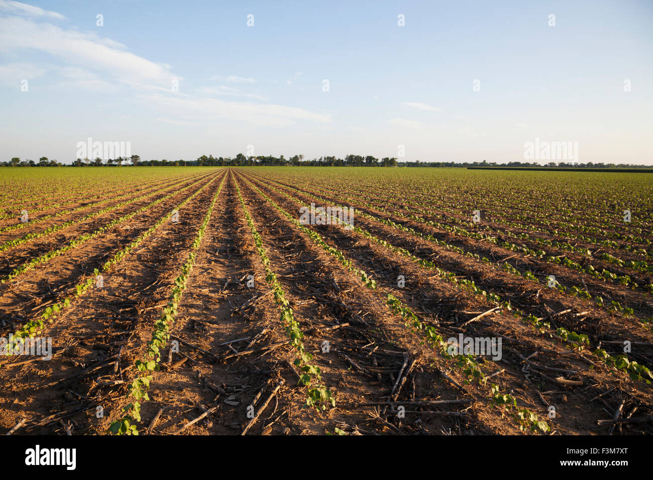 Seedling and farm crop field hi-res stock photography and images - Alamy