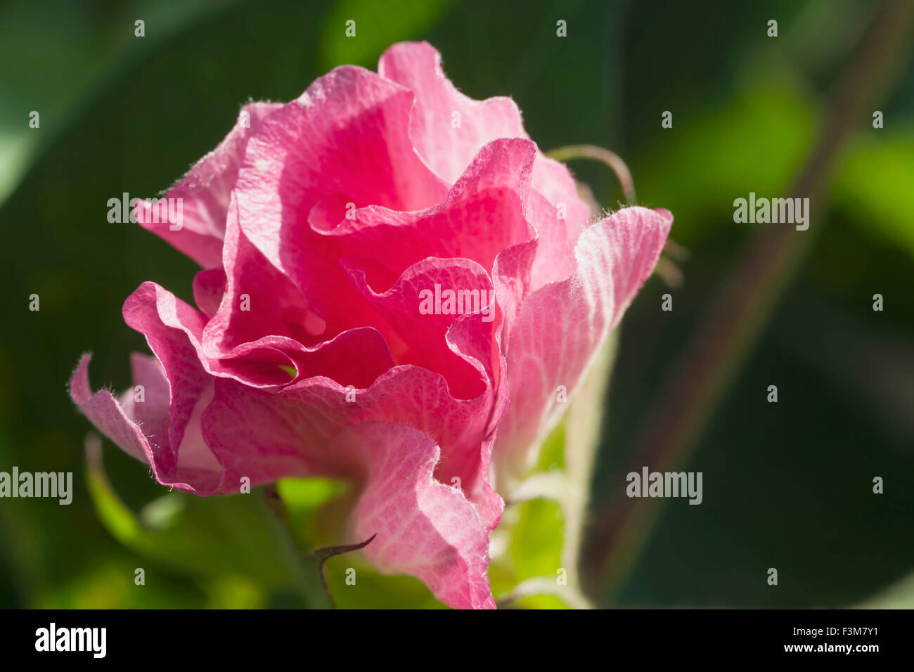 Cotton plant pink flower hi-res stock photography and images - Alamy