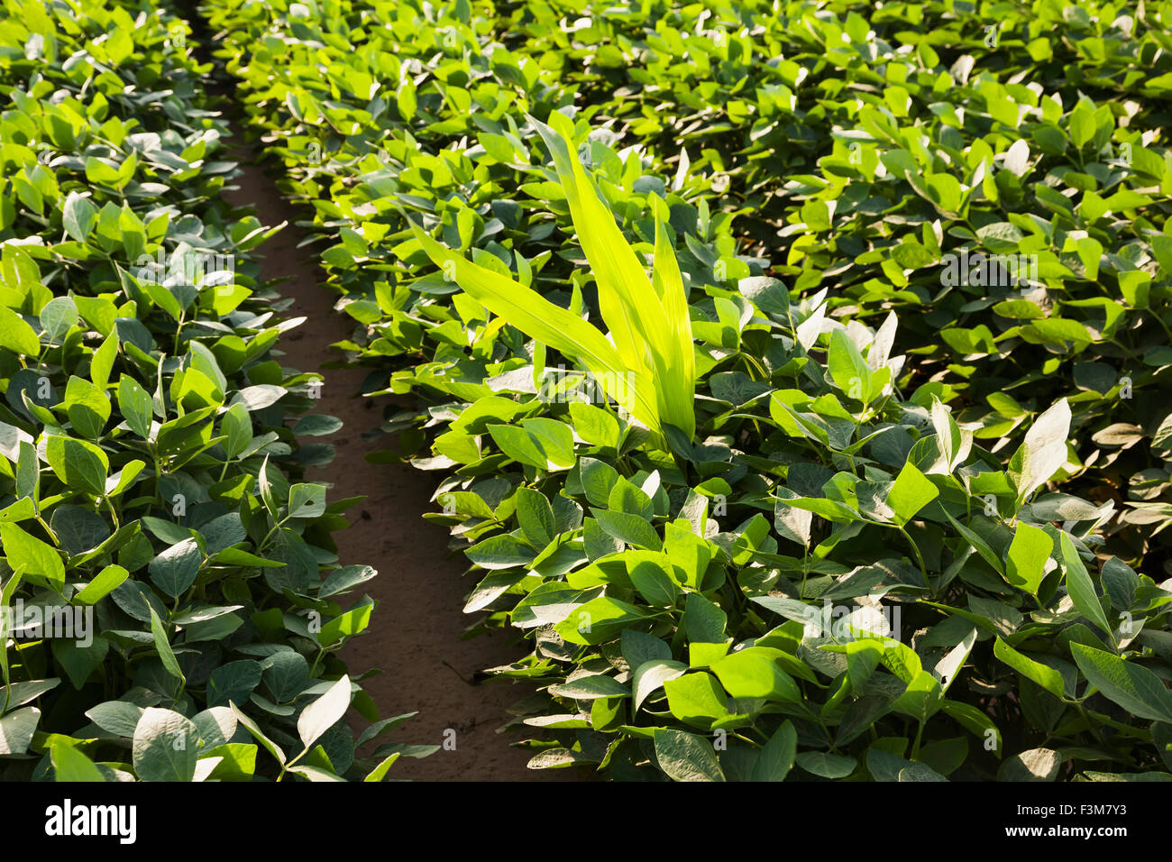 Rural scene from arkansas hi-res stock photography and images - Alamy