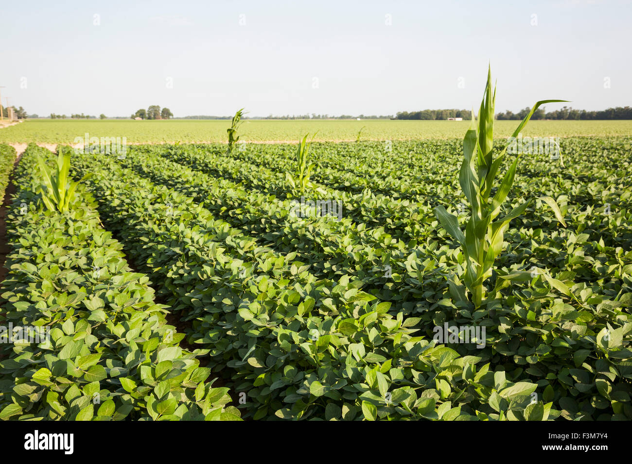 Volunteer corn plant hi-res stock photography and images - Alamy