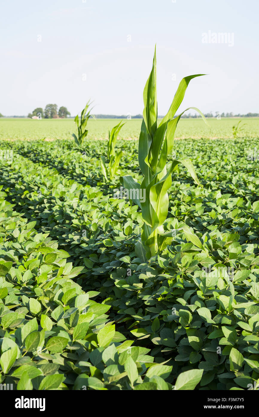 Volunteer corn plant hi-res stock photography and images - Alamy