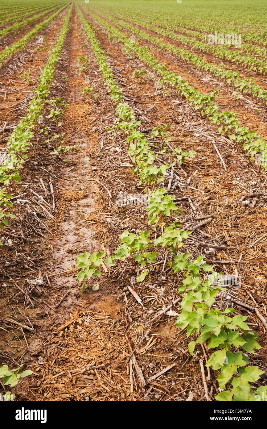 Furrow weed hi-res stock photography and images - Alamy