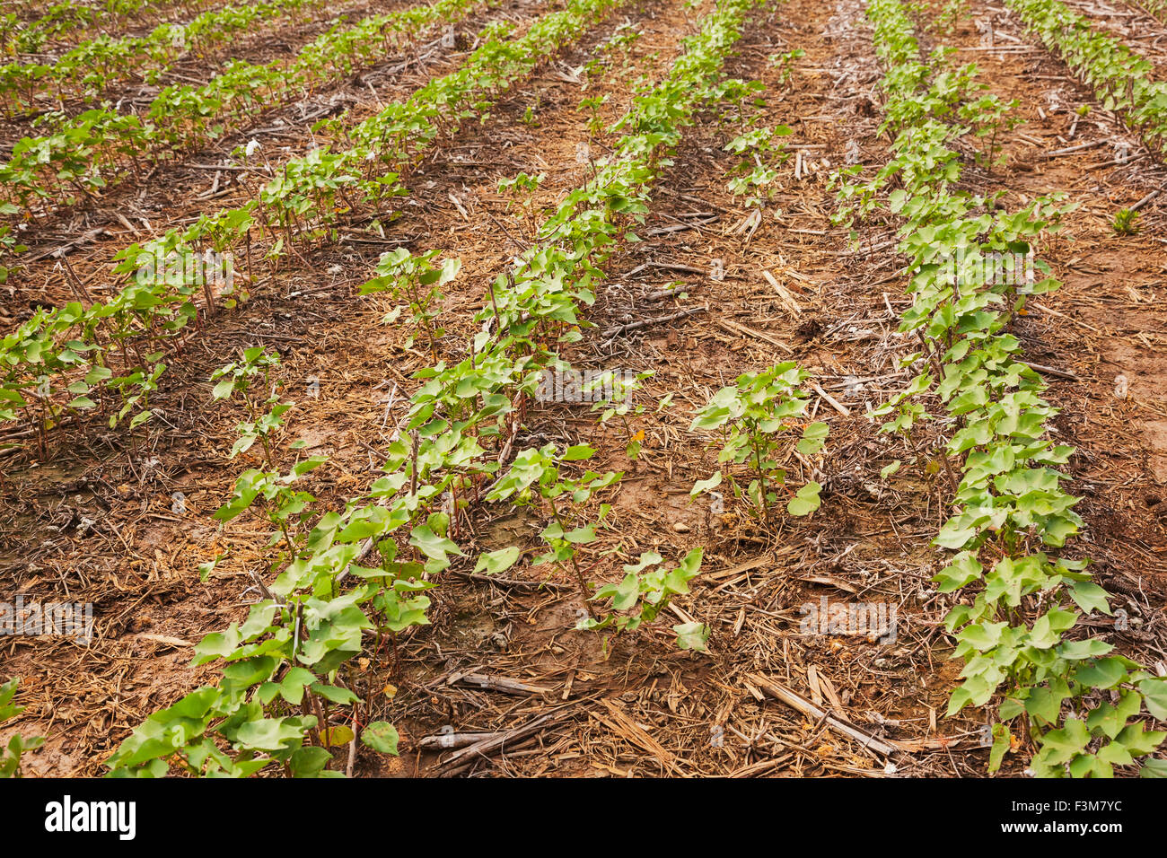 Cotton weed hi-res stock photography and images - Alamy