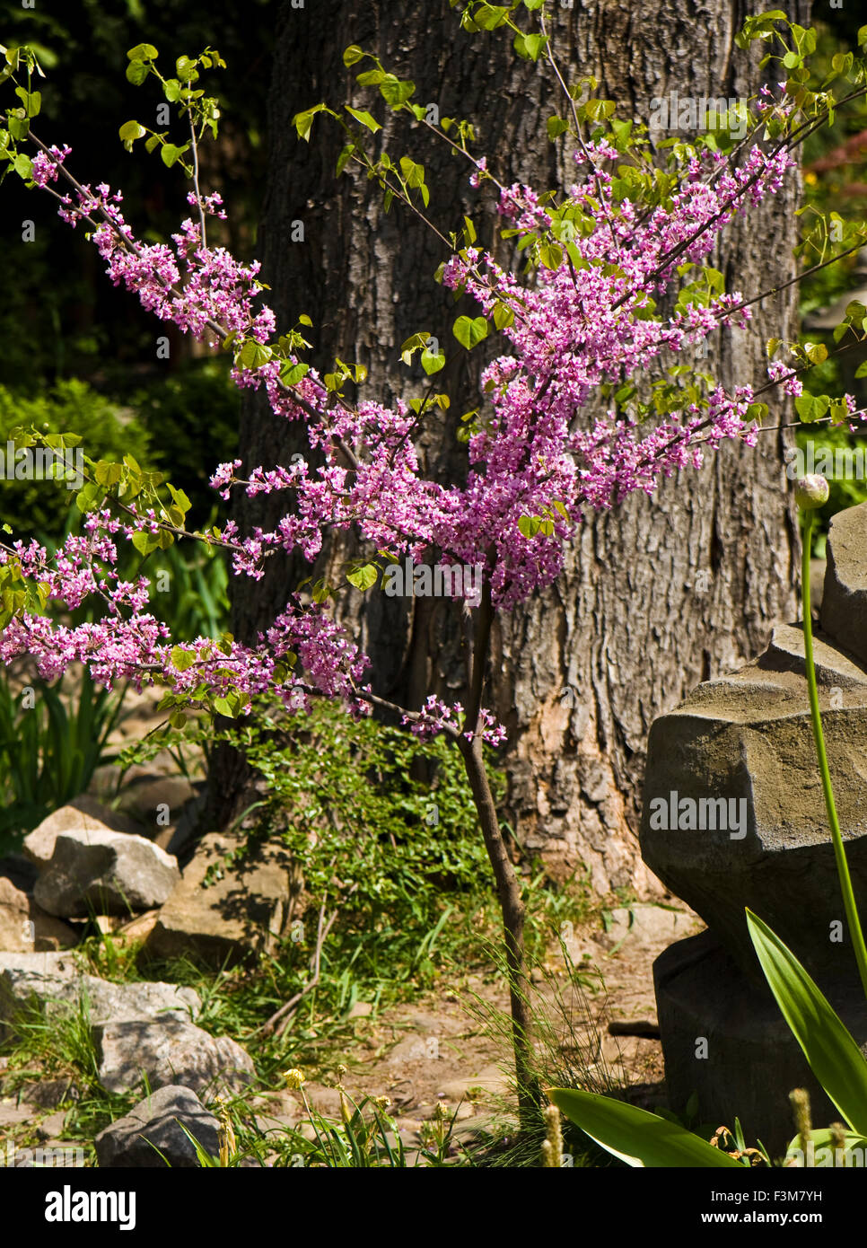 Landscape - little Japanese cherry tree and stone, part of Japanese ...